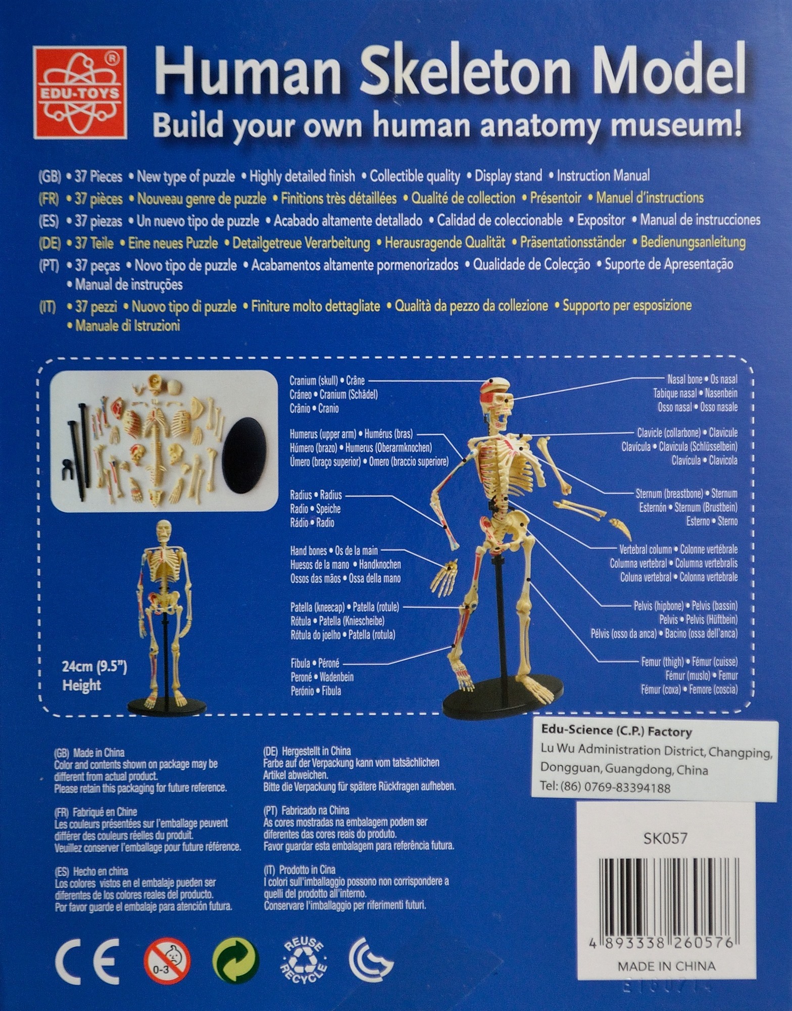 Skelet - Anatomisk model af et menneske skelet