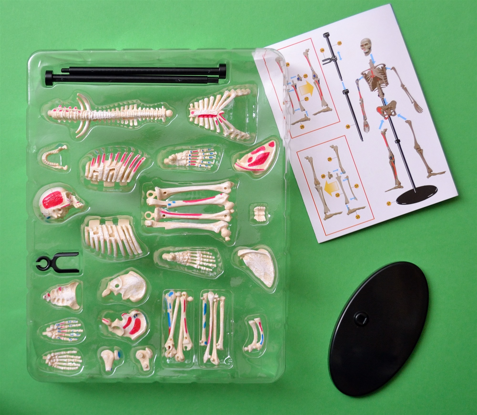 Skelet - Anatomisk model af et menneske skelet